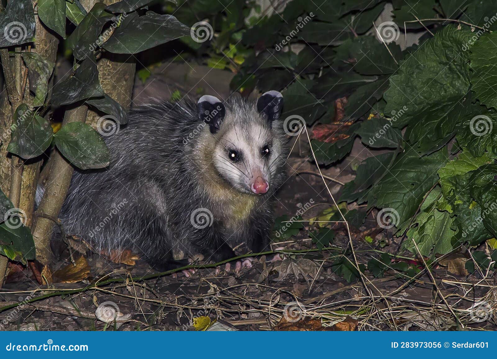 Possum stock photo. Image of wild, vertebrate, young - 283973056