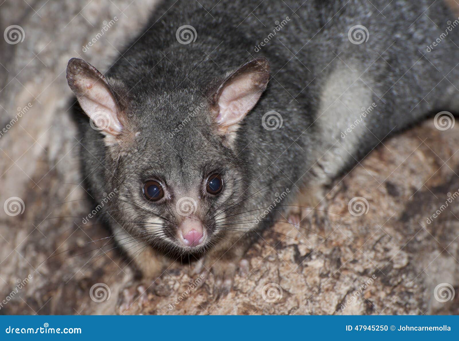 Possum stock photo. Image of nature, australia, animals - 47945250