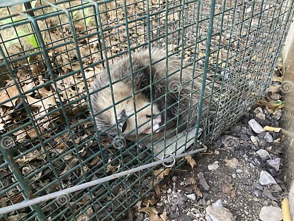 Opossum Sleeping in a Live Trap Stock Image - Image of iron, wall ... Opossum Sleeping in a Live Trap Stock Image - Image of iron, wall ...
