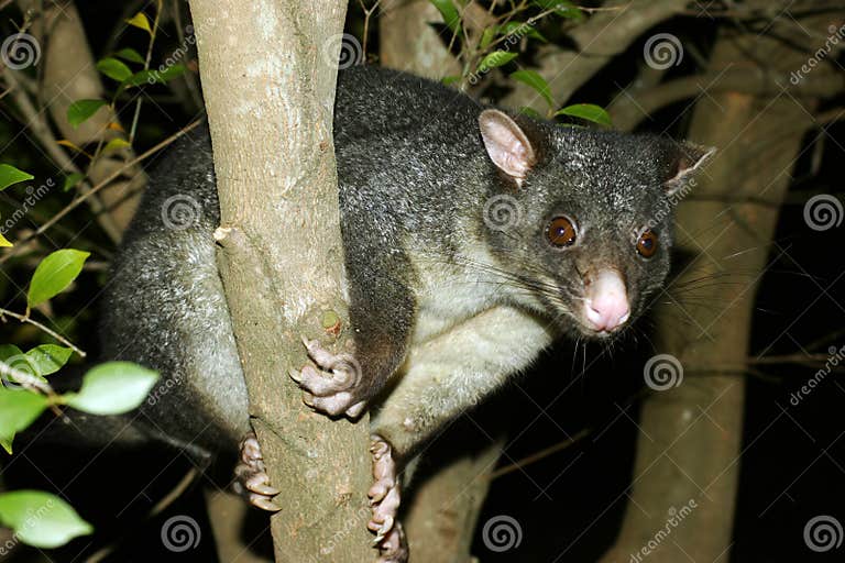 Possum up a tree stock image. Image of leaf, black, hungry - 1727271