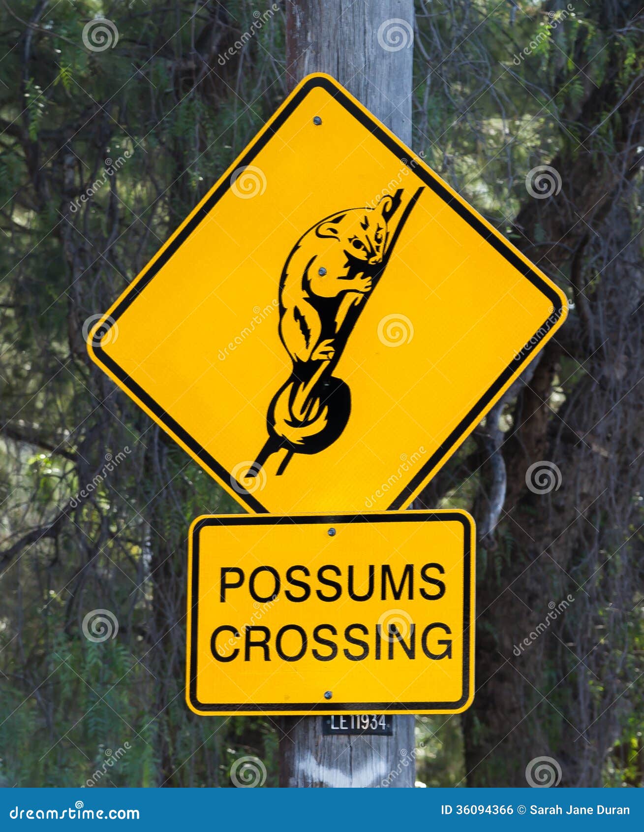 Possums Crossing Sign stock photo. Image of animals, australia - 36094366