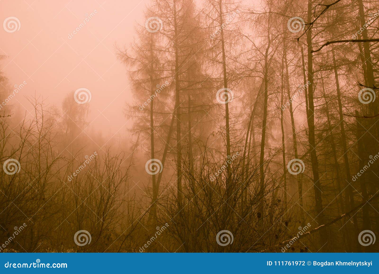 Post Apocalypse Forest Wallpaper