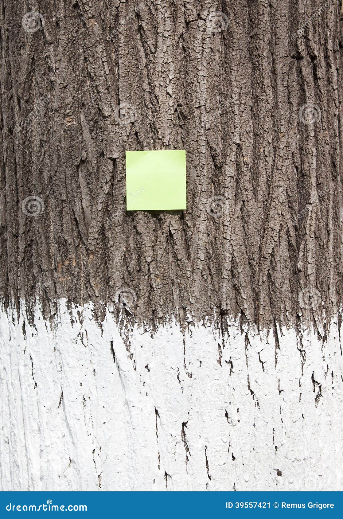 Post it on Bark Tree - RAW Format Stock Image - Image of write, green ...