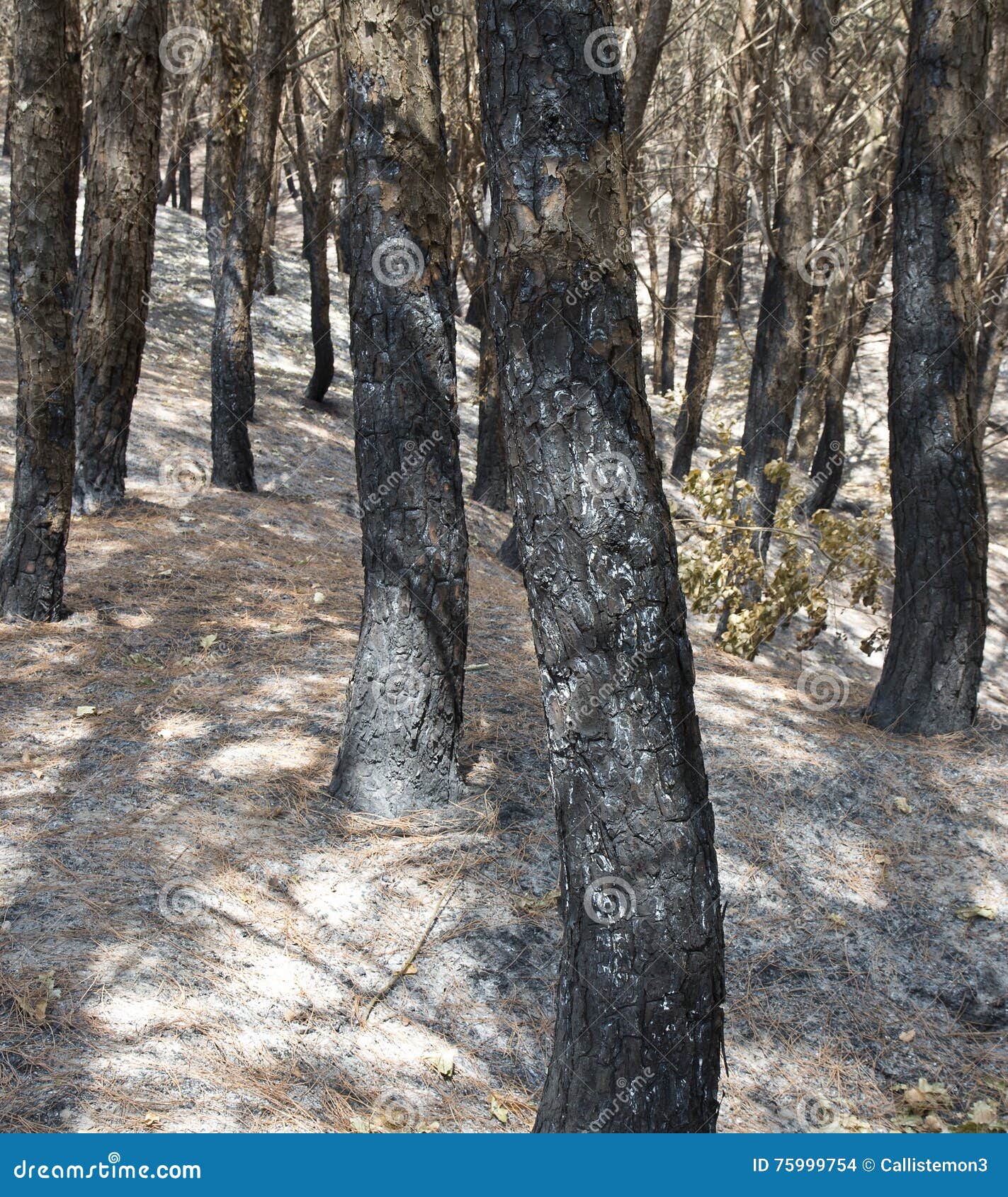 Post Fire Effect with Burned Pines Stock Photo - Image of land, pines ...