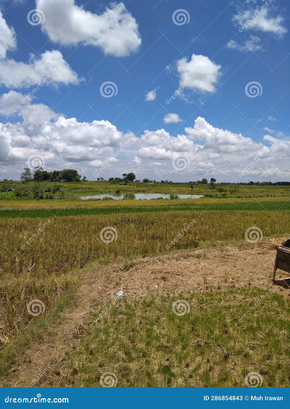 Paddy field stock image. Image of grassland, rice, plain - 286854843