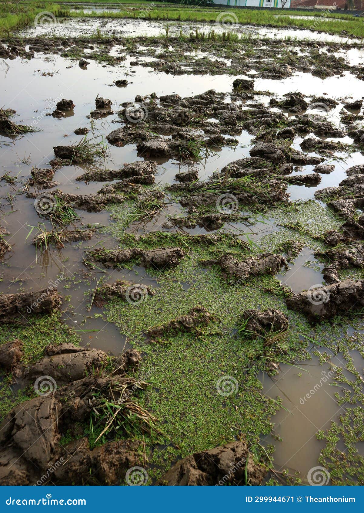 Post-harvest Processing of Rice Fields in Indonesia Stock Image - Image ...
