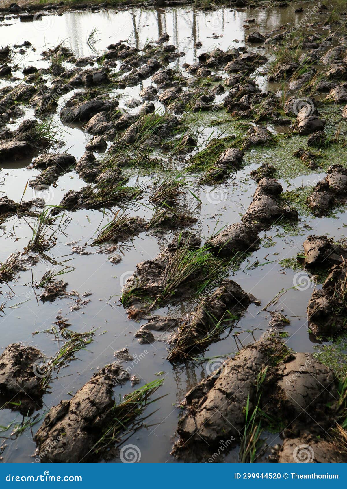 Post-harvest Processing of Rice Fields in Indonesia Stock Photo - Image ...