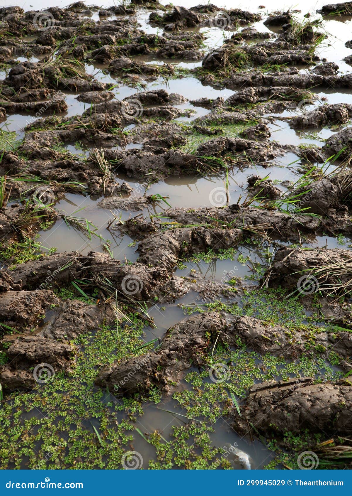 Post-harvest Processing of Rice Fields in Indonesia Stock Image - Image ...