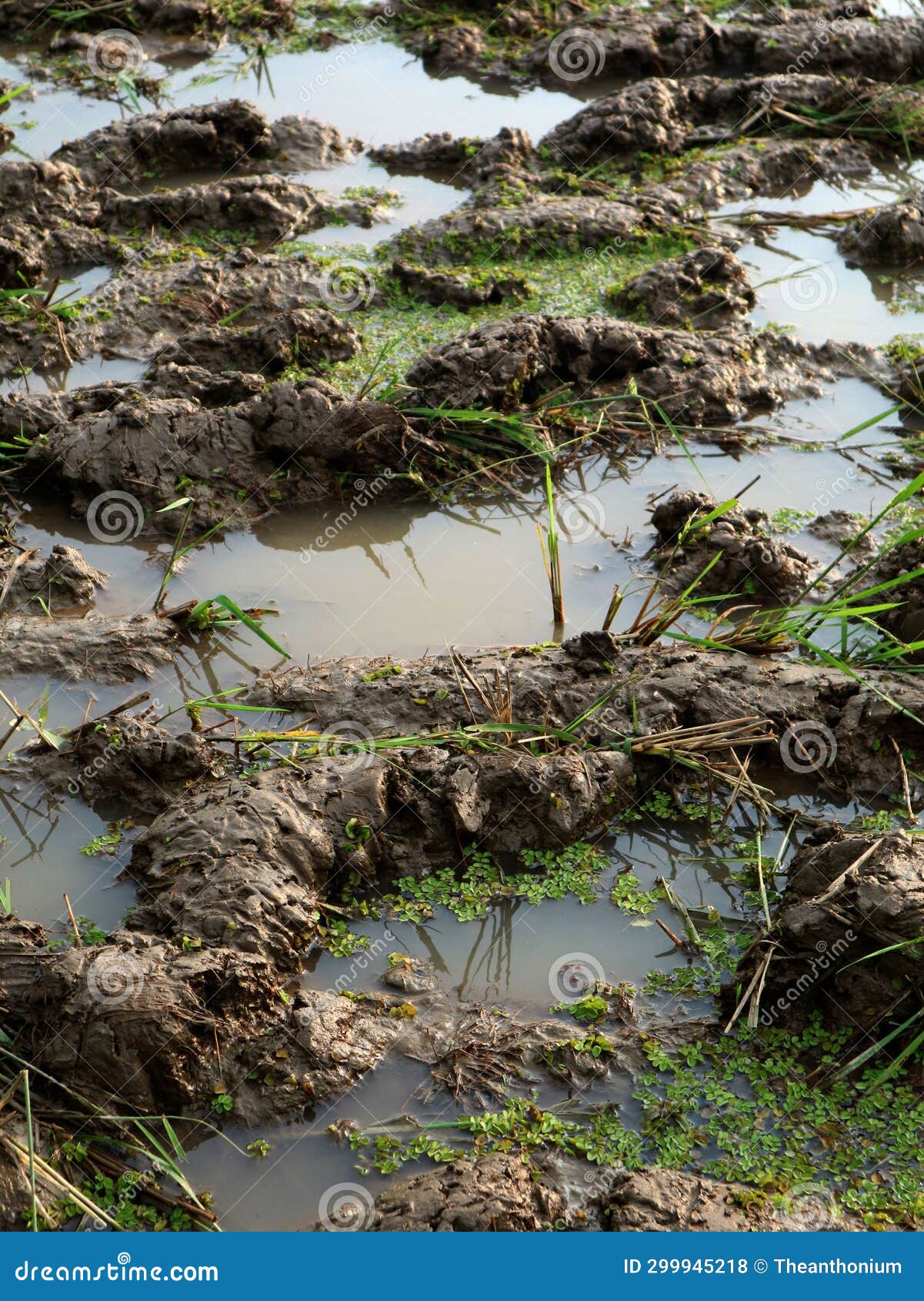Post-harvest Processing of Rice Fields in Indonesia Stock Photo - Image ...
