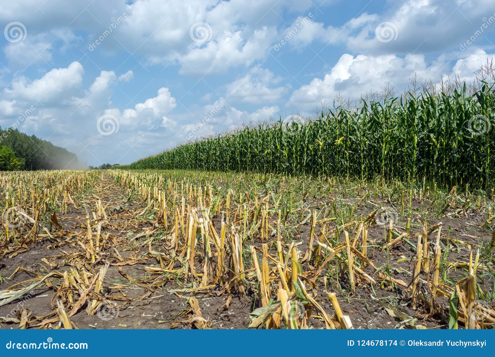 Post-harvest Remnants of Silage Corn on the Field Stock Photo - Image ...