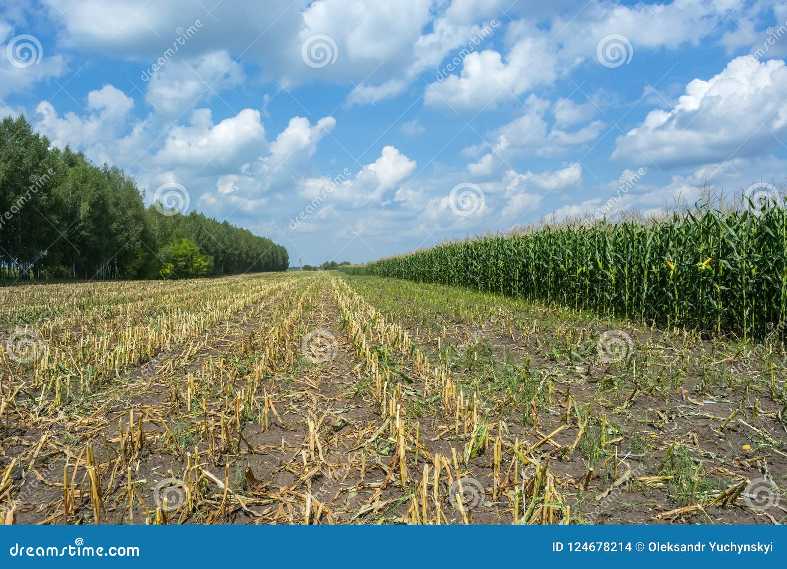 Silage Corn Background Stock Photography | CartoonDealer.com #27915686