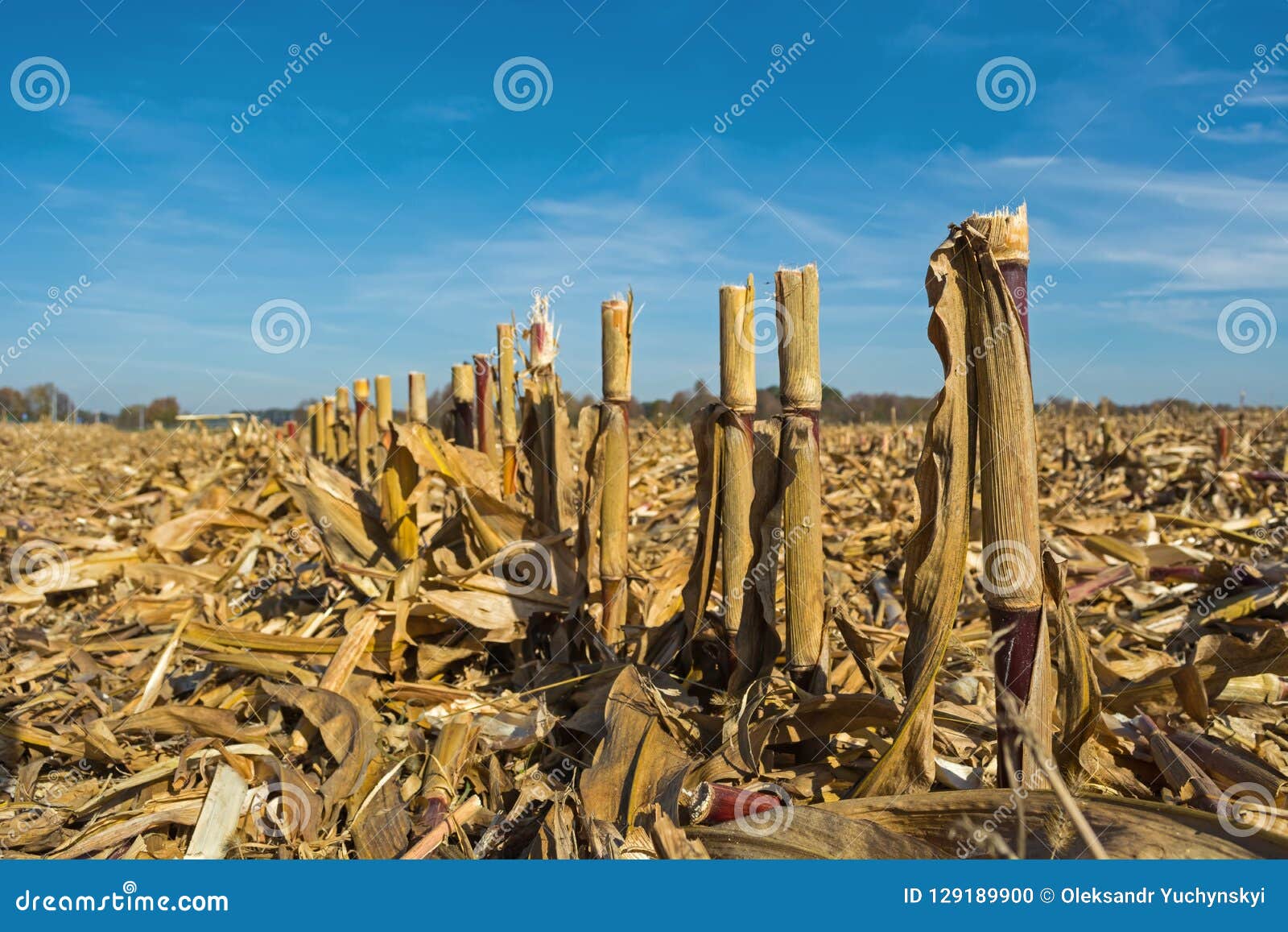 Post-harvest Residues of Corn on the Field before Being Processed into ...