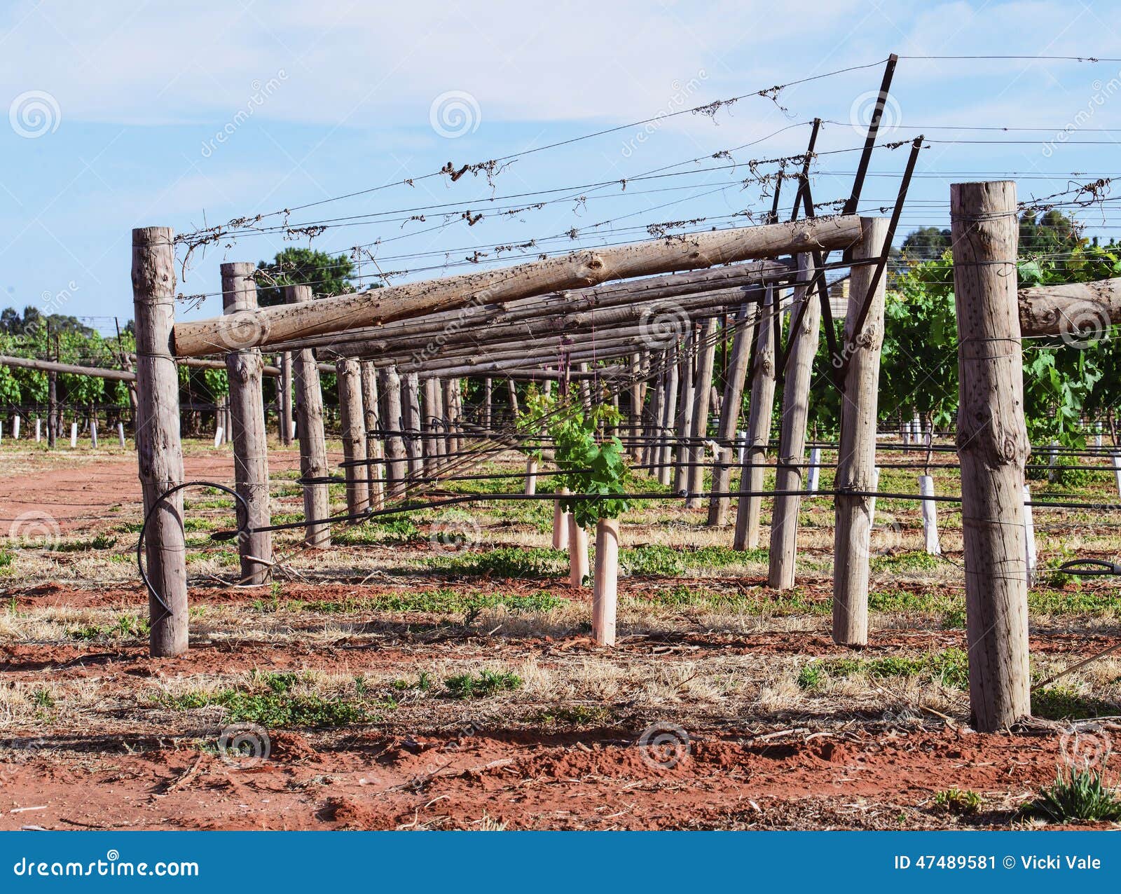 Post and Rail Trellis System. Stock Image - Image of leaf, vine: 47489581