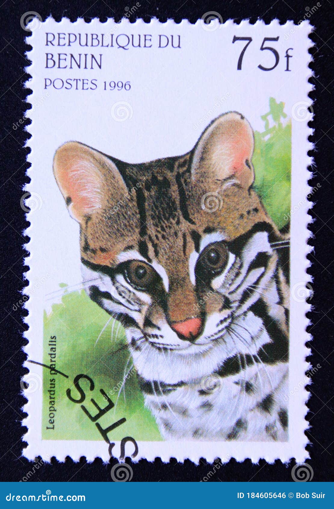 HMS Ocelot Editorial Image | CartoonDealer.com #130001418 HMS Ocelot Editorial Image | CartoonDealer.com #130001418