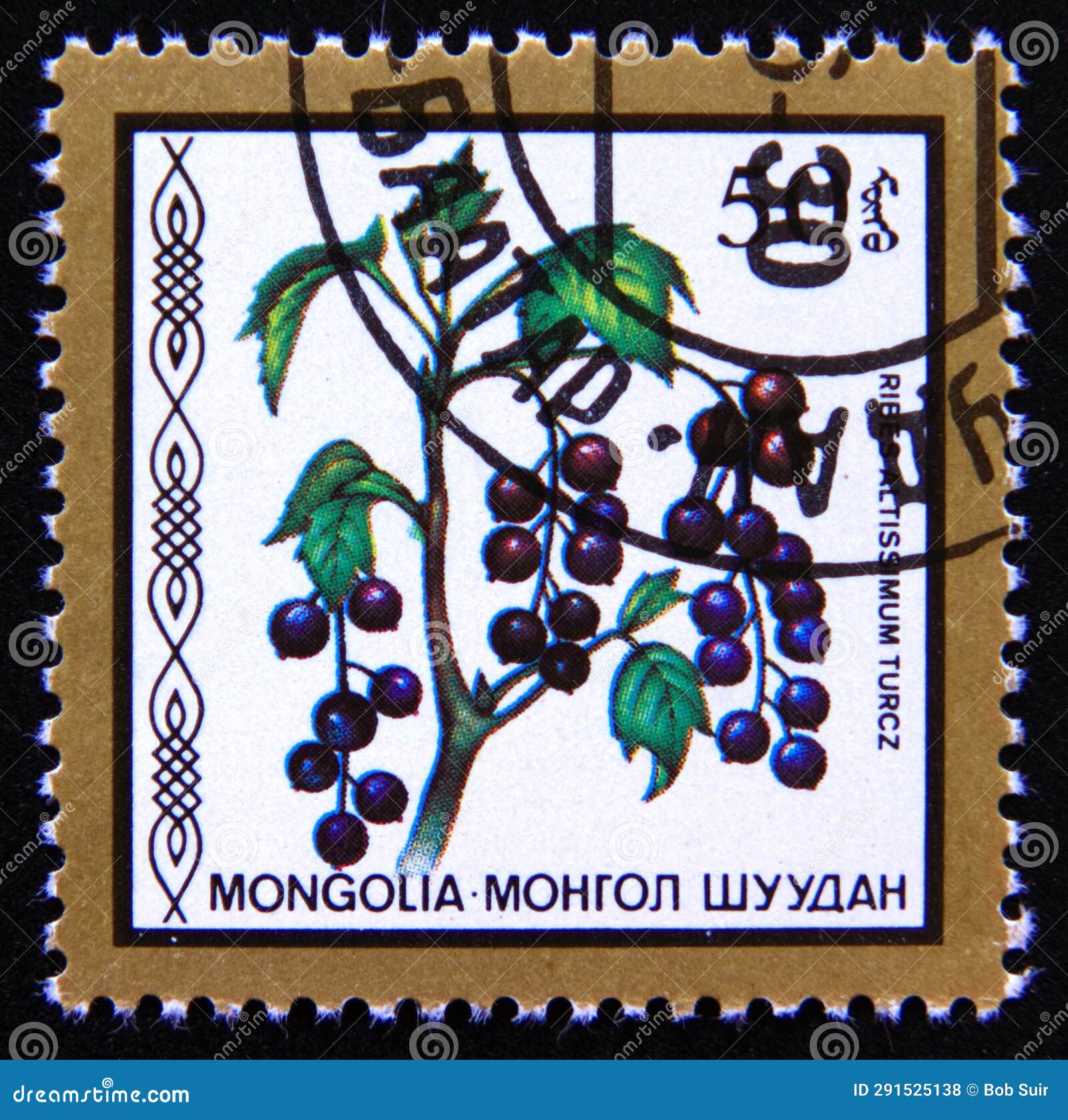 Mongo Fruit Hanging On Tree - Mongo Fruits Stock Photography ...