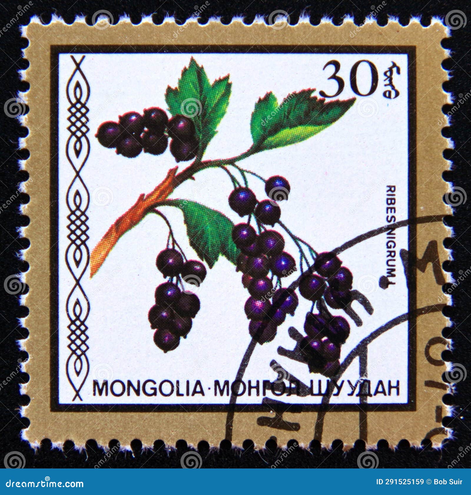 Mongo Fruit Hanging On Tree - Mongo Fruits Stock Photography ...