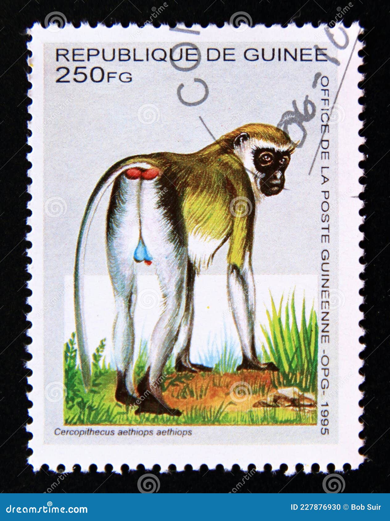 Postage Stamp Guinea, 1995. Grivet Cercopithecus Aethiops Monkey ...