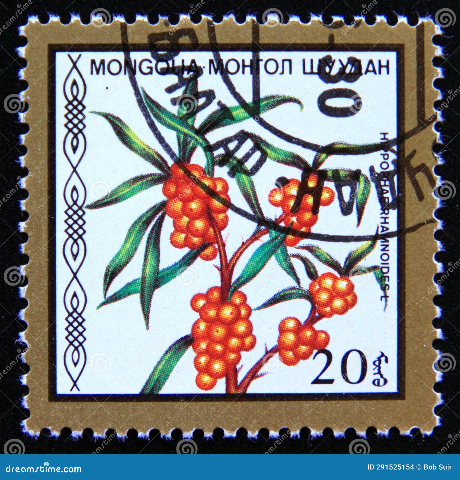 Mongo Fruit Hanging On Tree - Mongo Fruits Stock Photography ...