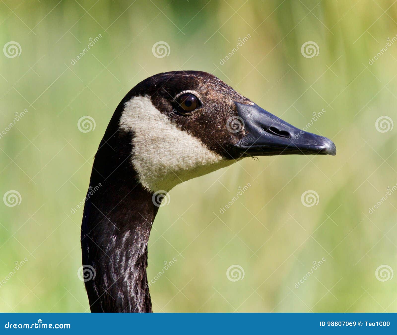 Picture with a Canada Goose Looking in the Camera Stock Image - Image ...
