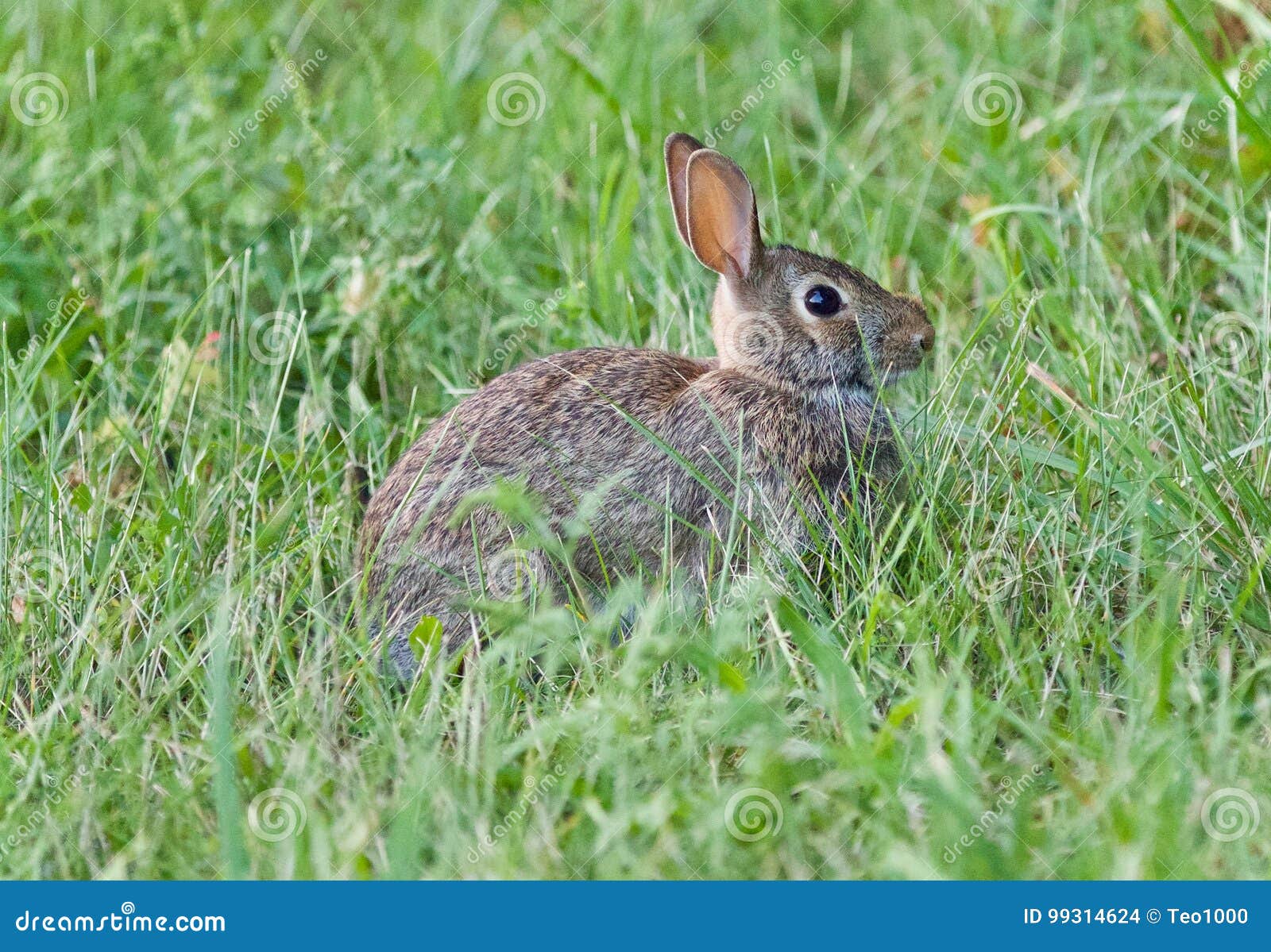 Postcard with a Cute Rabbit Sitting in the Grass Stock Photo - Image of ...