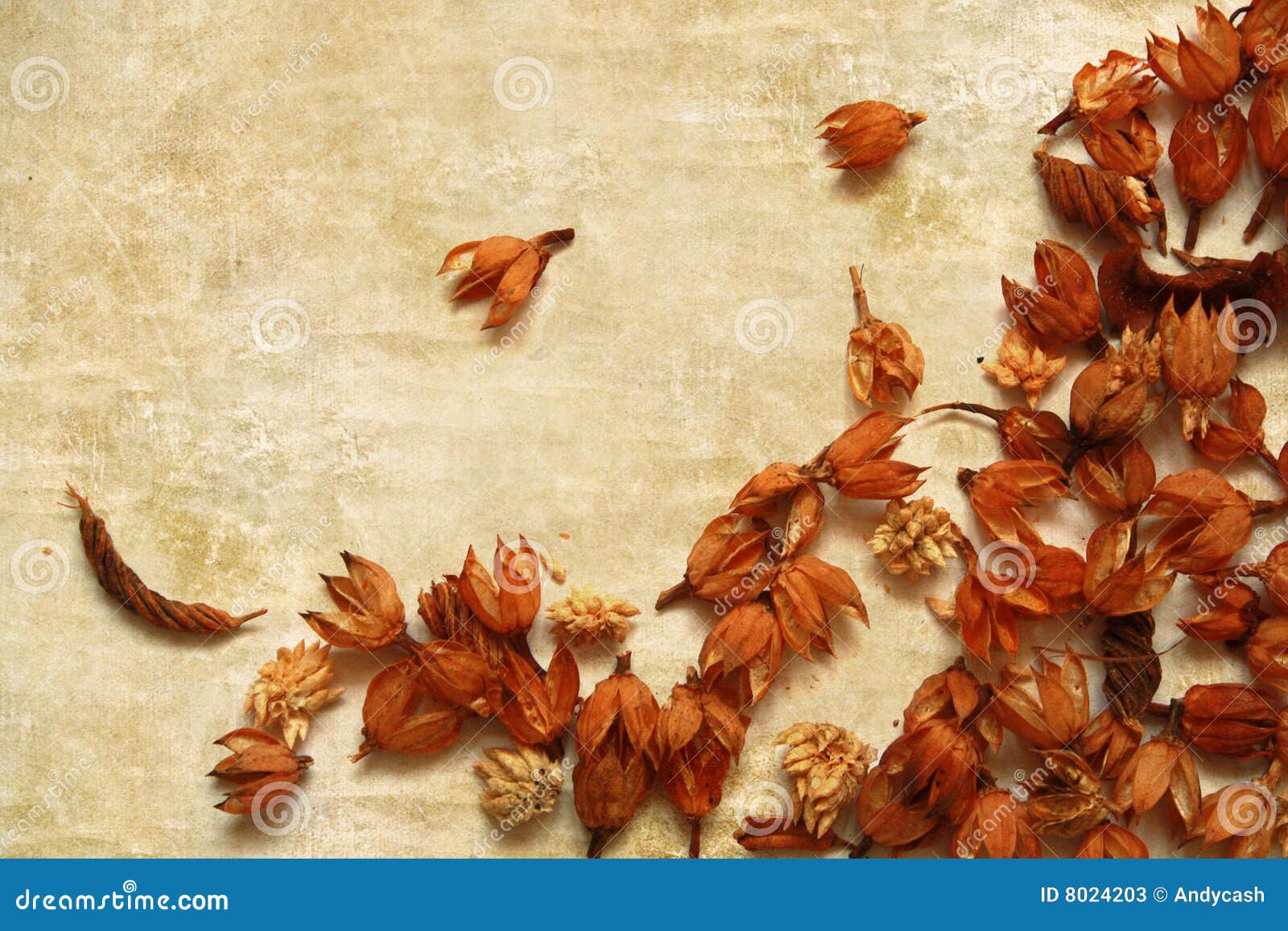 Postcard with Dry Brown Autumn Flowers Stock Image - Image of decor ...