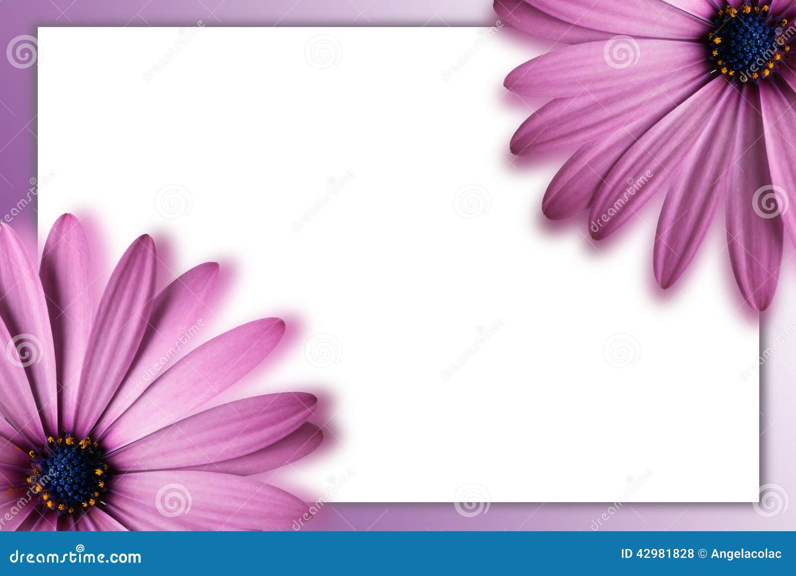 Postcard with flowers stock photo. Image of congratulations - 42981828