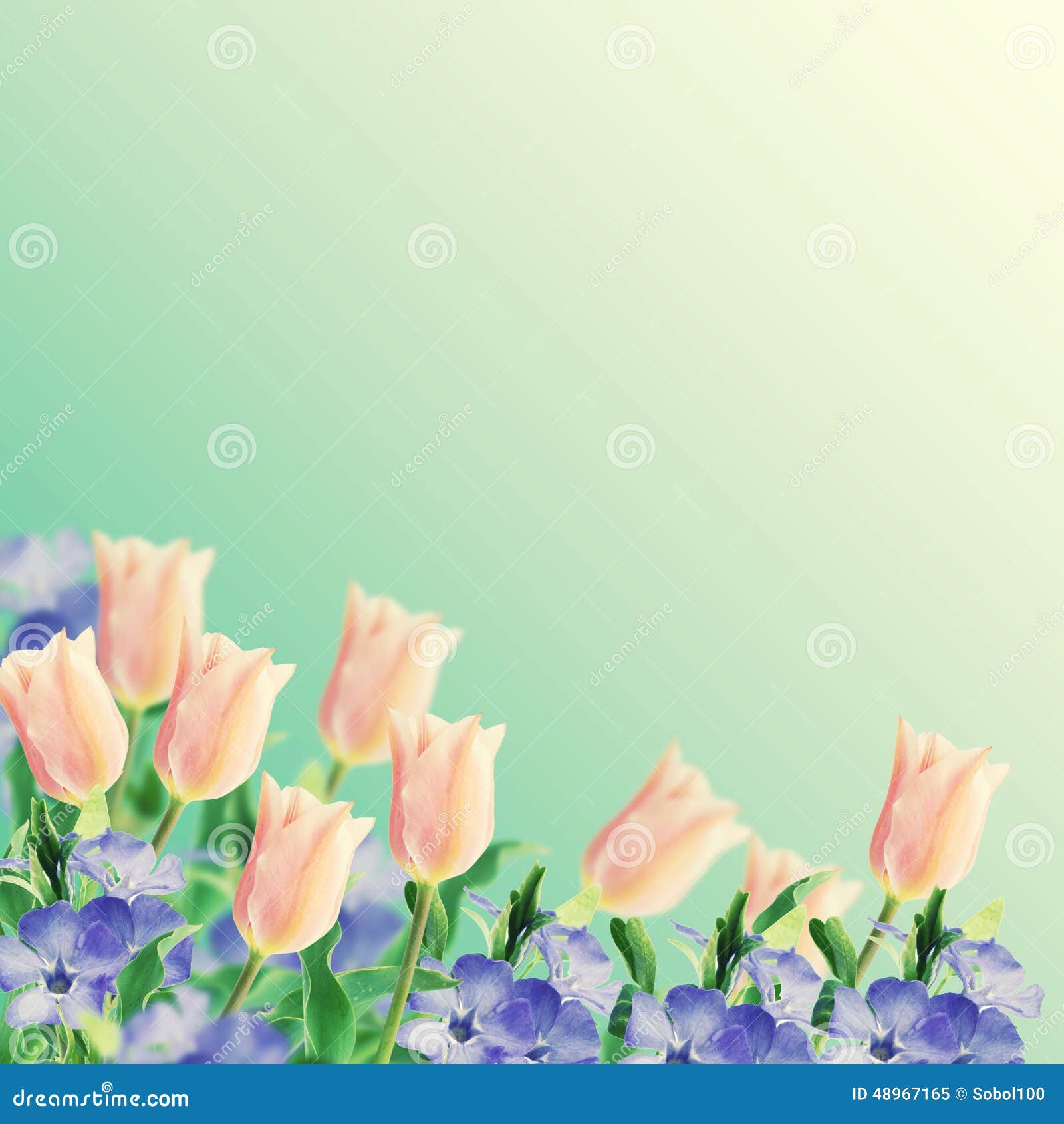Postcard with Fresh Flowers Tulips and Periwinkle and Empty Pl Stock ...