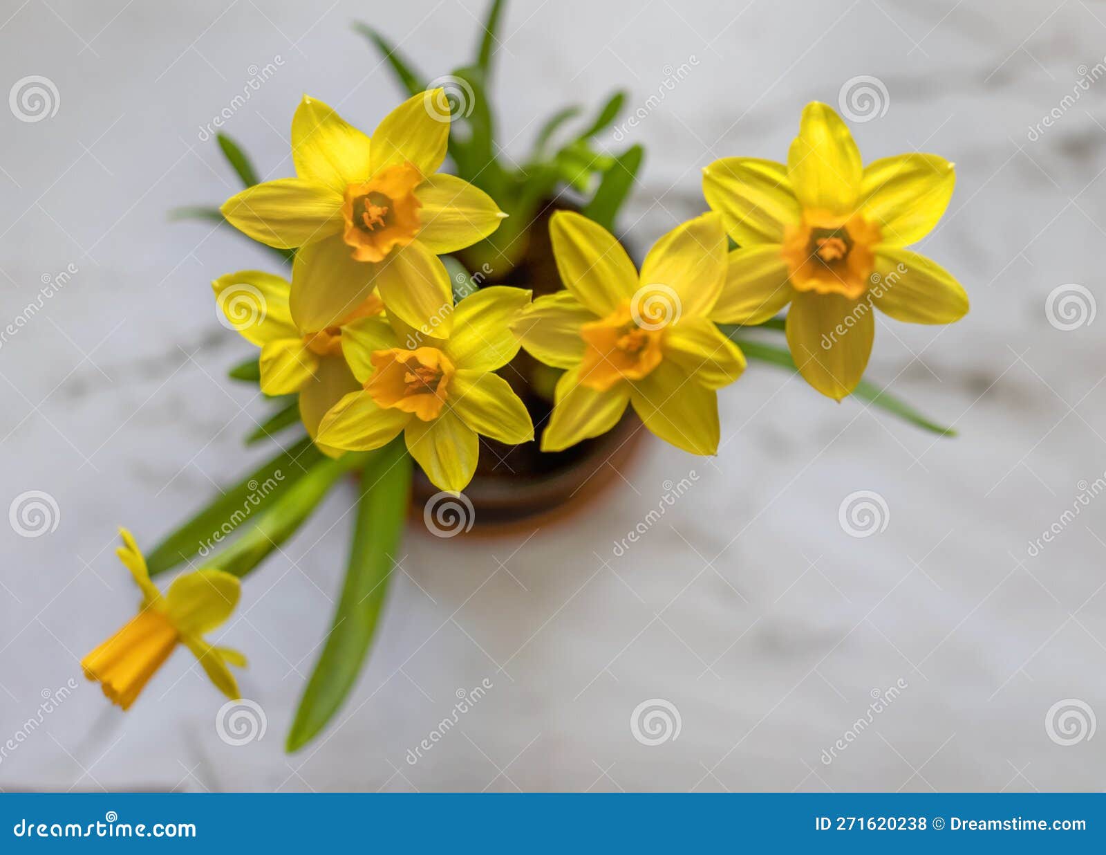 A Postcard with Yellow Daffodils in a Pot. View from Above ...