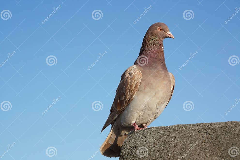 Postduif stock foto. Image of vervoerder, tribune, blauw - 13451086