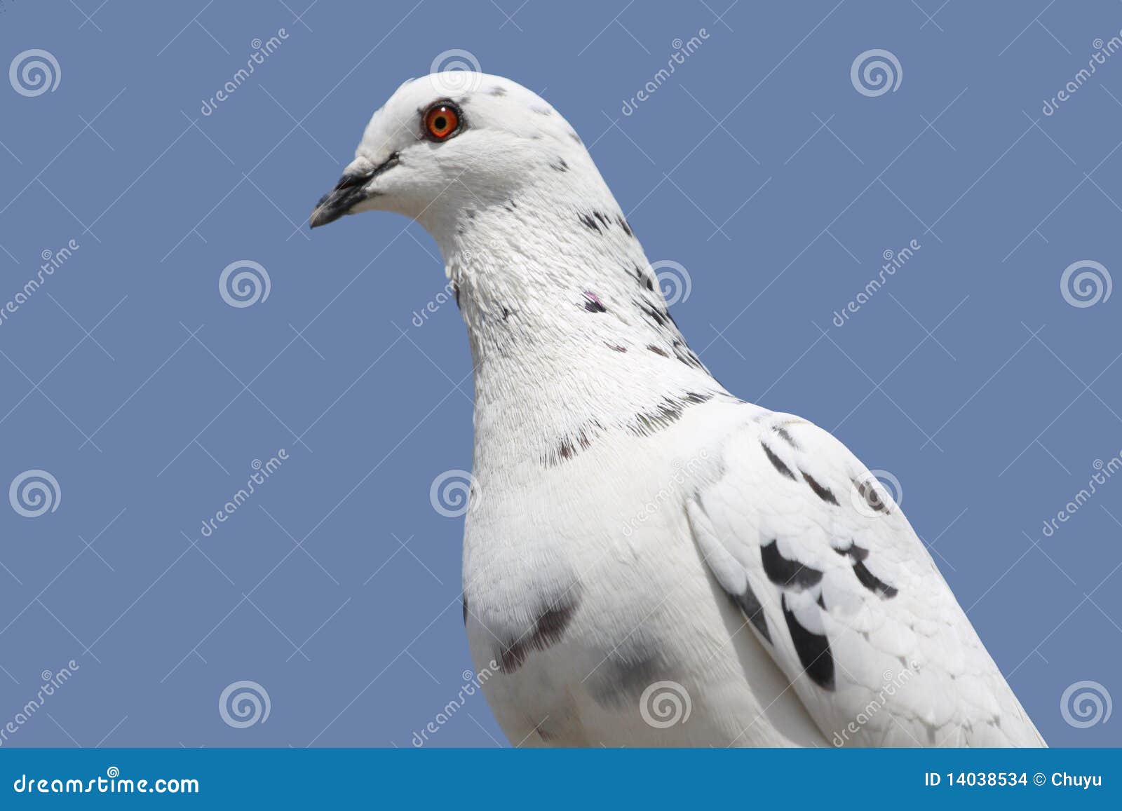 Postduif stock foto. Image of onschuld, vlieg, vrede - 14038534