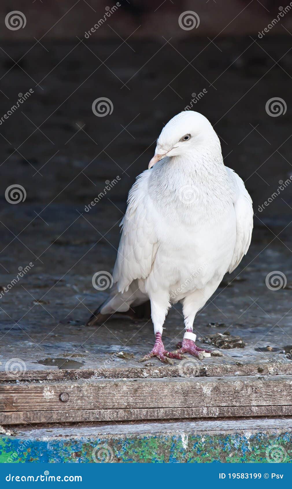 Postduif stock afbeelding. Image of duiven, duif, duiventil - 19583199