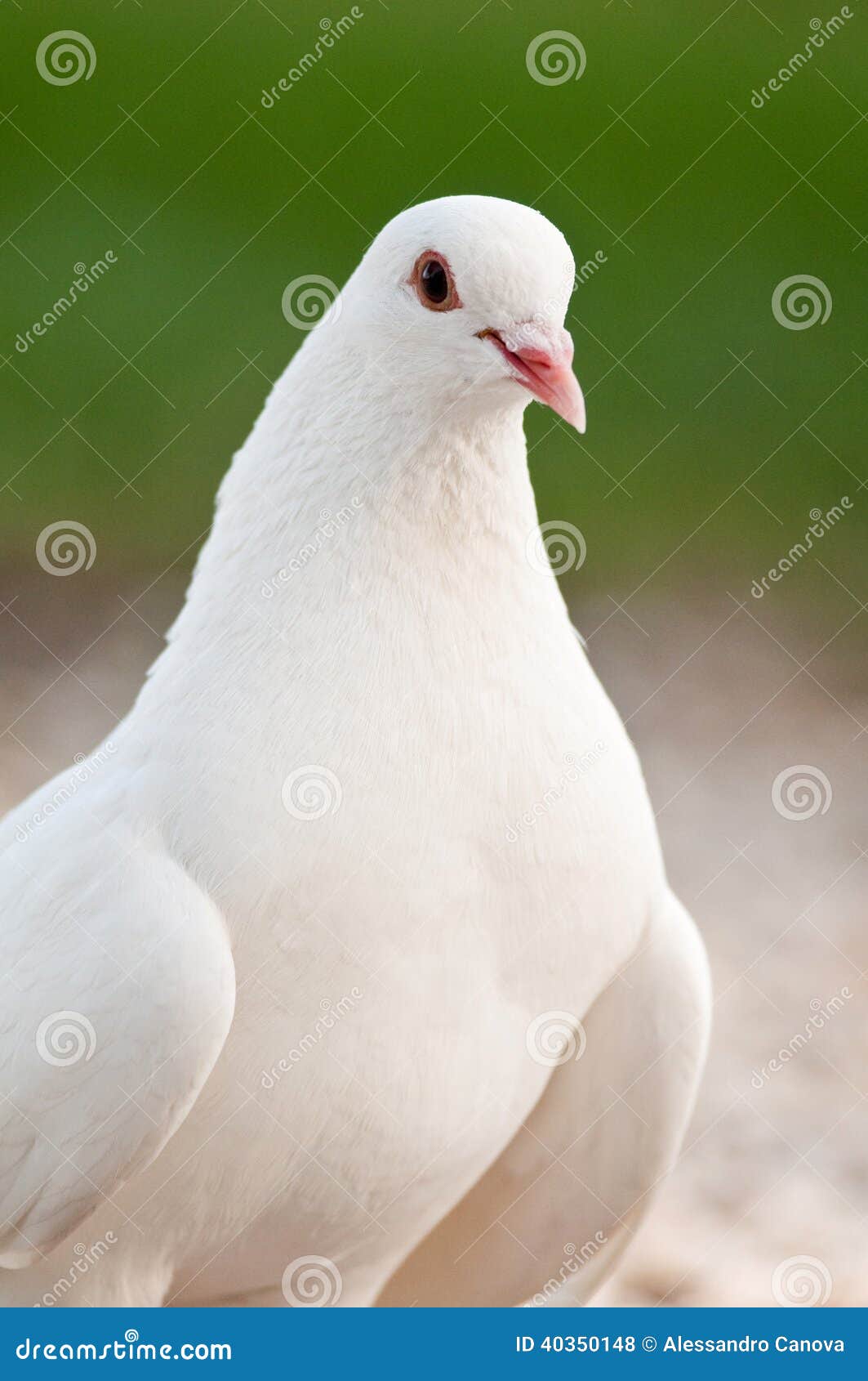 Postduif stock foto. Image of extern, geïsoleerd, campagne - 40350148