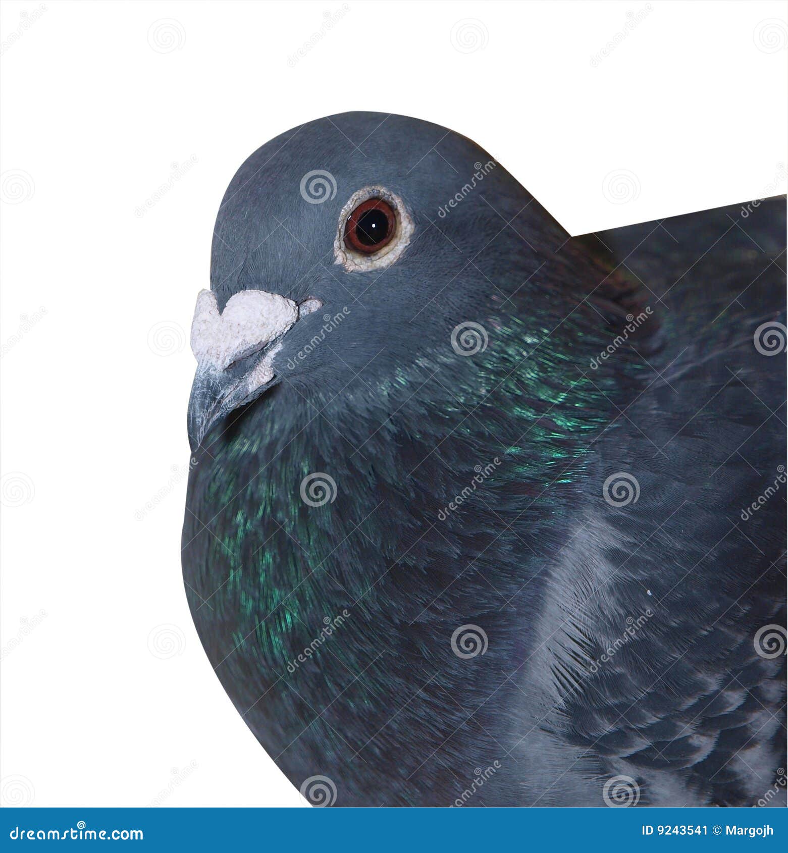 Postduif stock afbeelding. Image of achtergrond, dier - 9243541