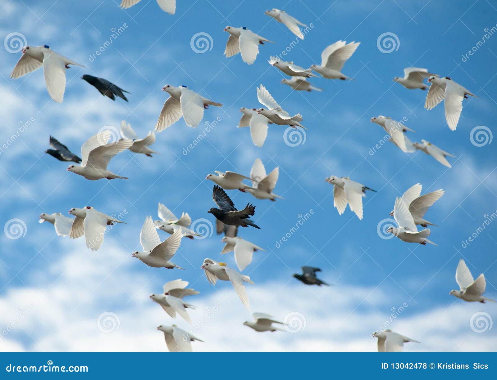 Postduif in de hemel stock foto. Image of hemel, groep - 13042478