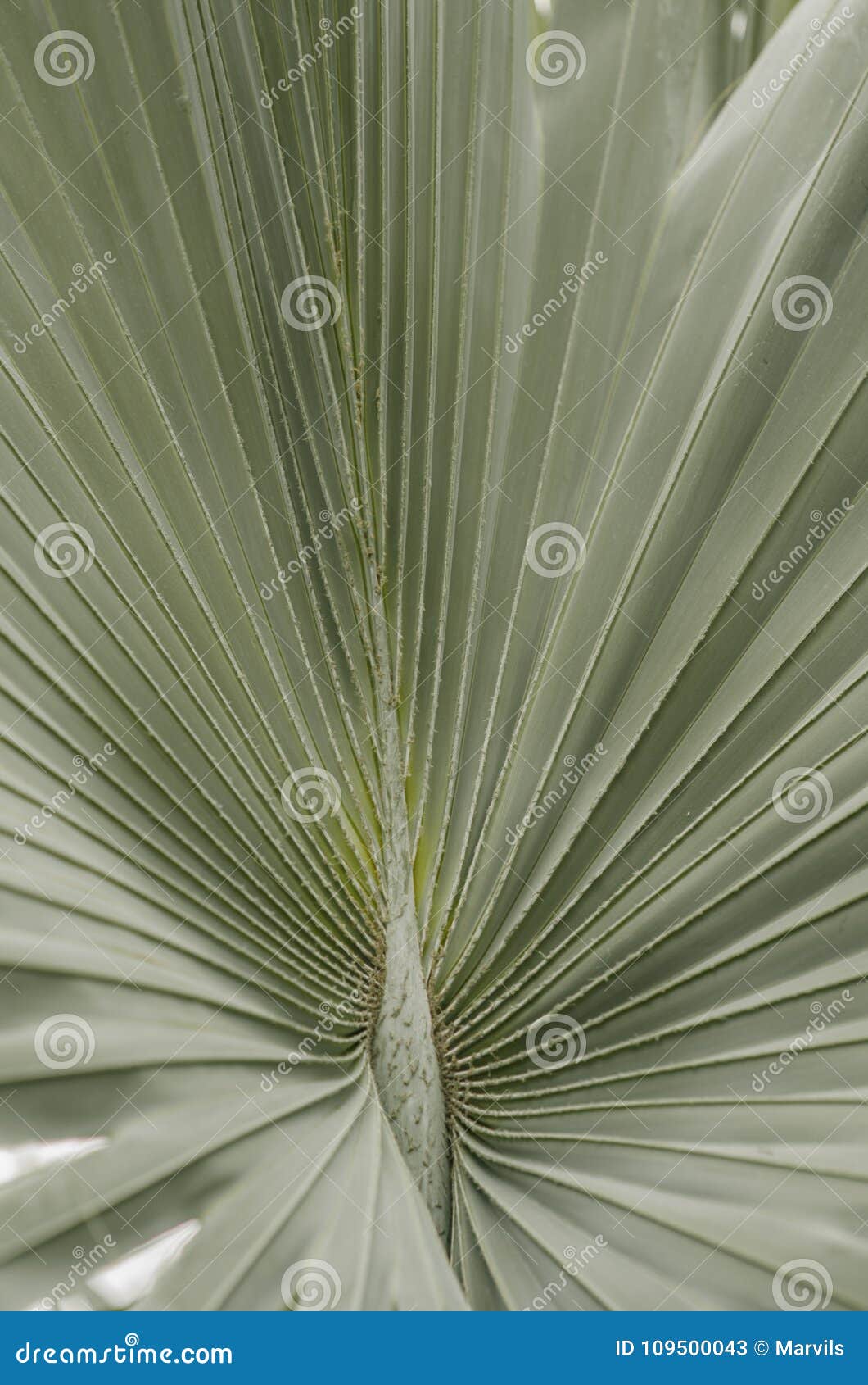 Leaf of the Palma & X28;closeup& X29; Stock Image - Image of botanical ...