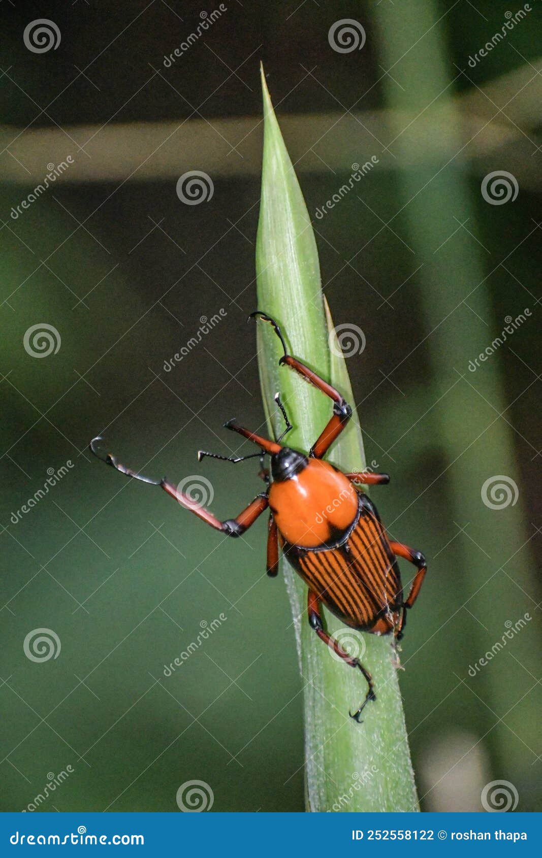 Poster palm weevilS beetle stock photo. Image of weevils - 252558122