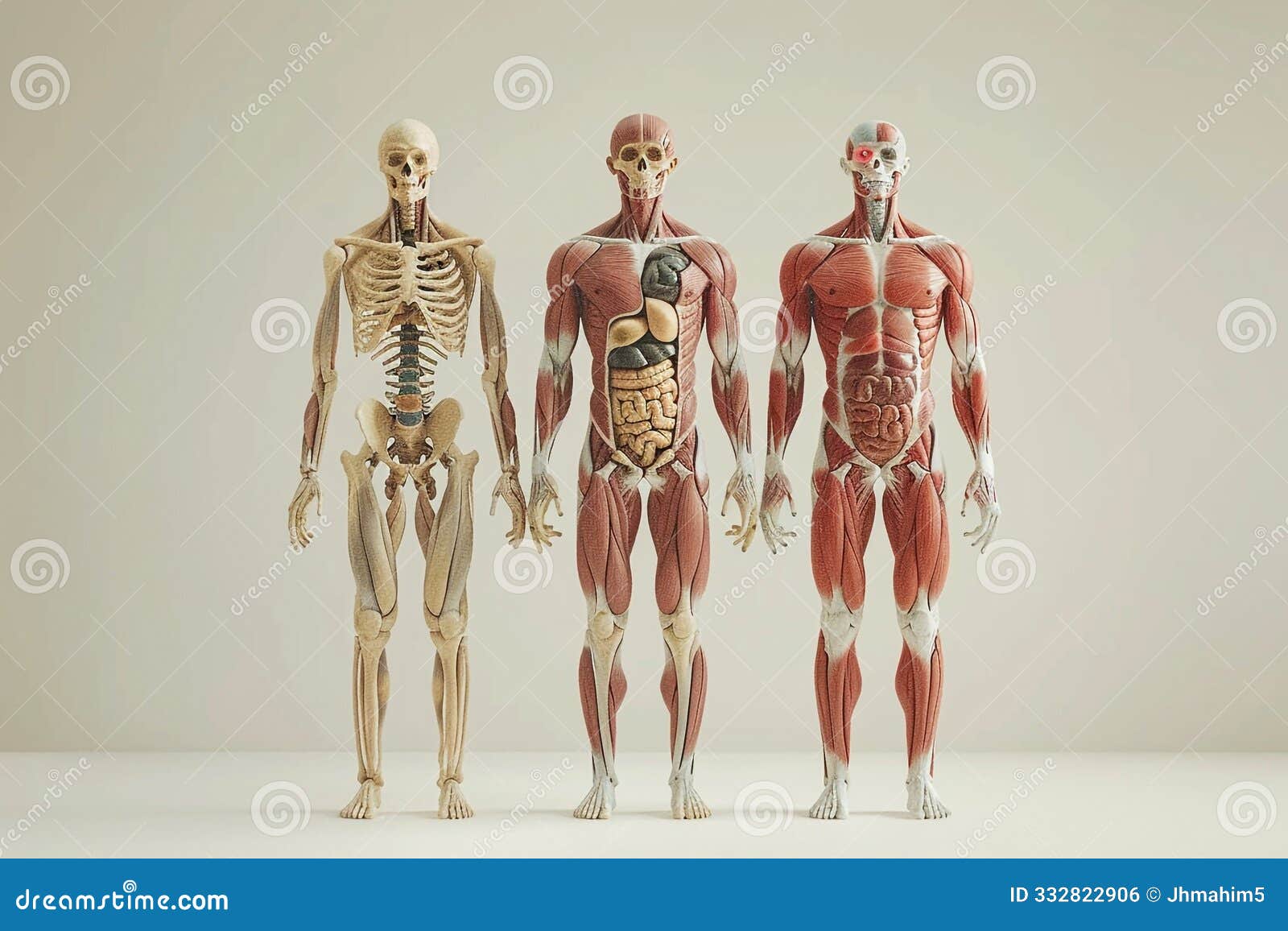 A Poster Showcasing Stylized Human Anatomy Engaging And Educational Exploration Of The Bodys