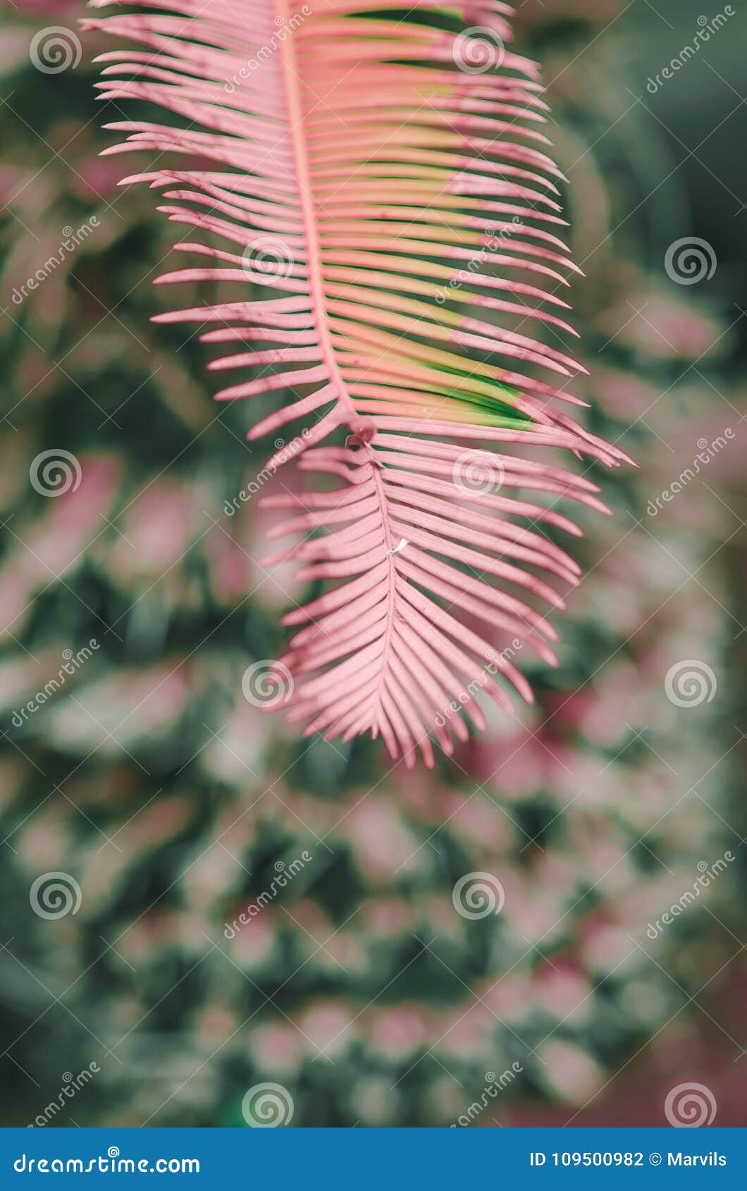 Leaf of the Palma & X28;closeup& X29; Stock Photo - Image of garden ...