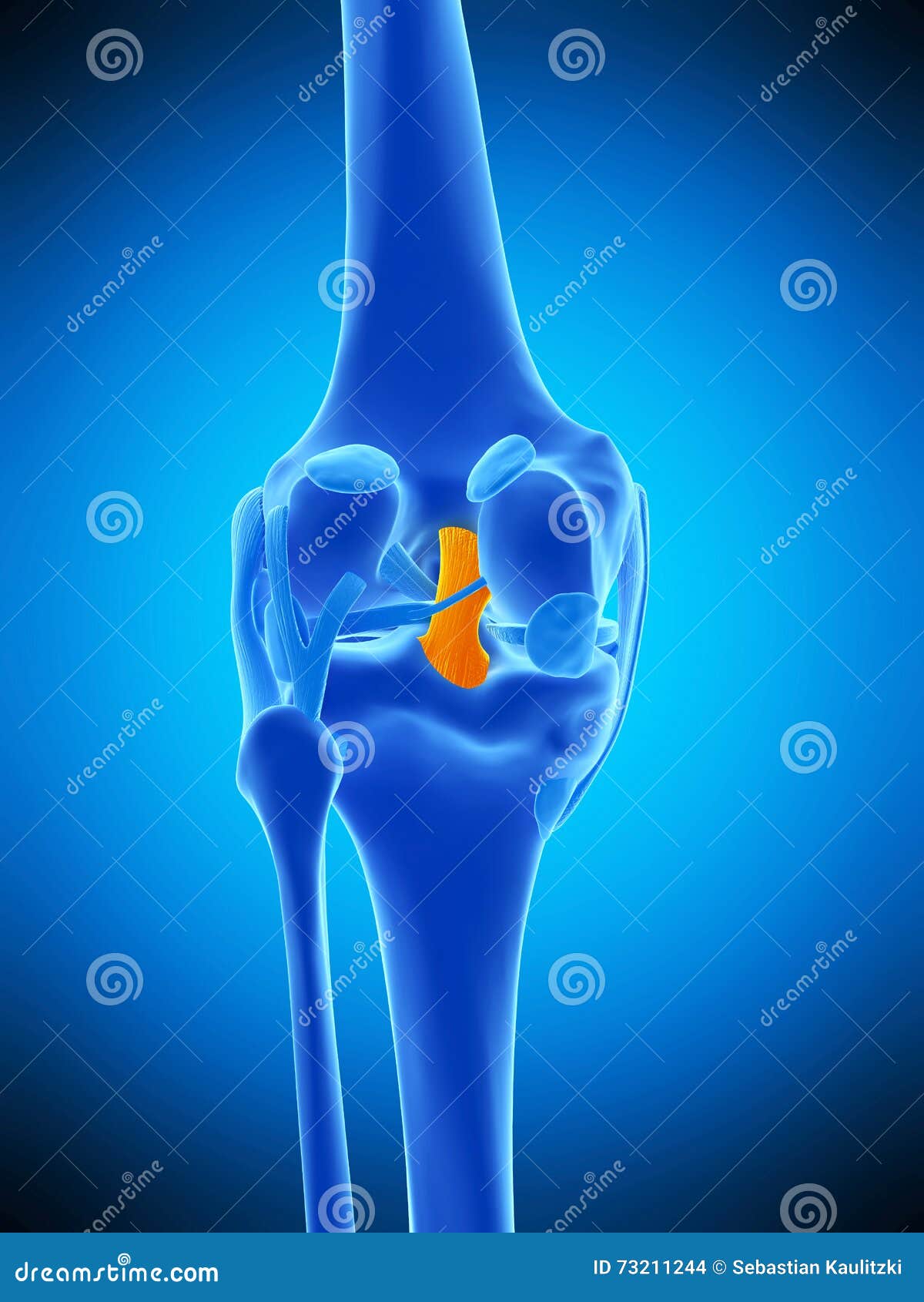 The Posterior Cruciate Ligament Stock Illustration - Illustration of ...