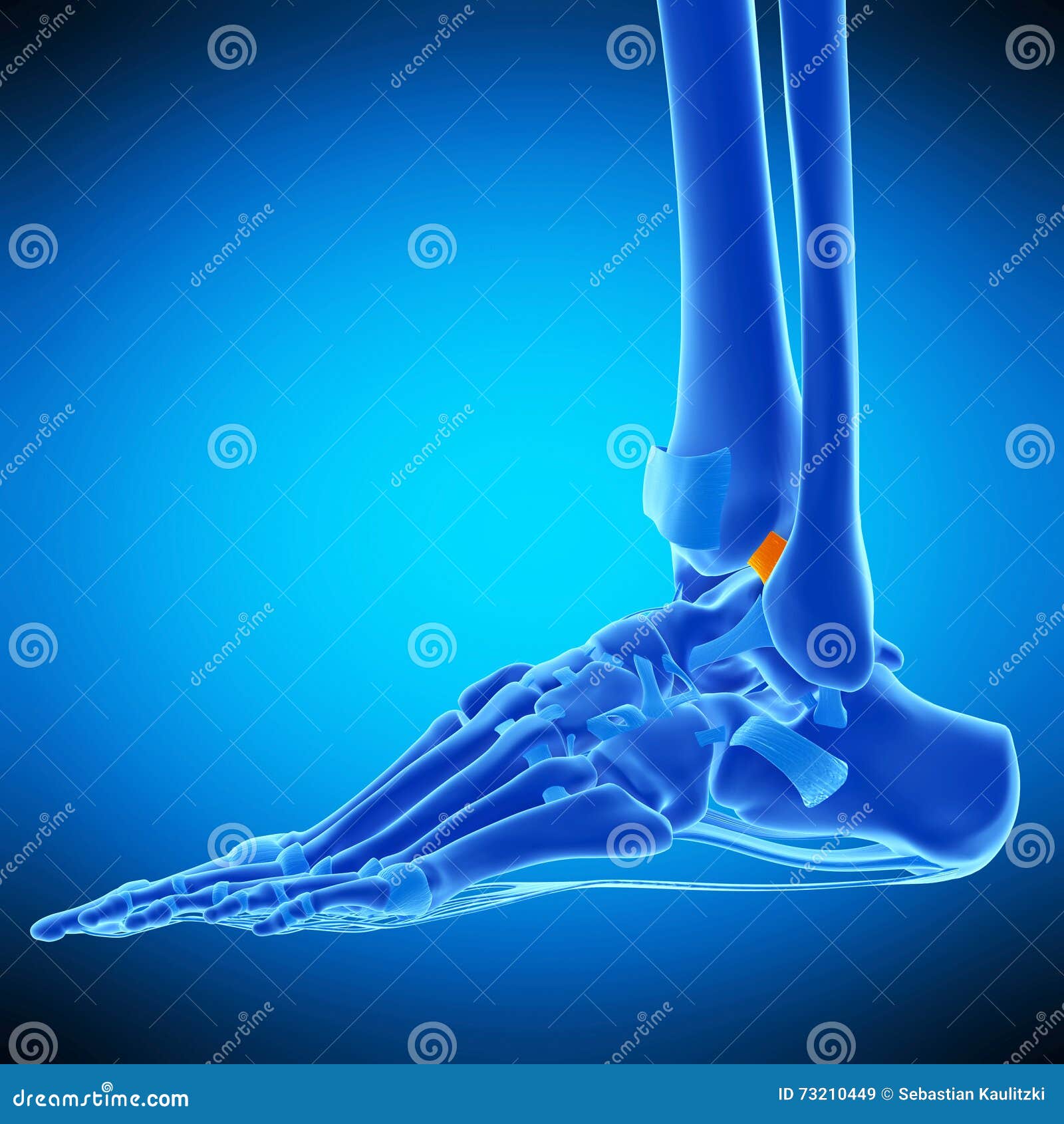 Tibiofibular Cartoons, Illustrations & Vector Stock Images - 25 ...