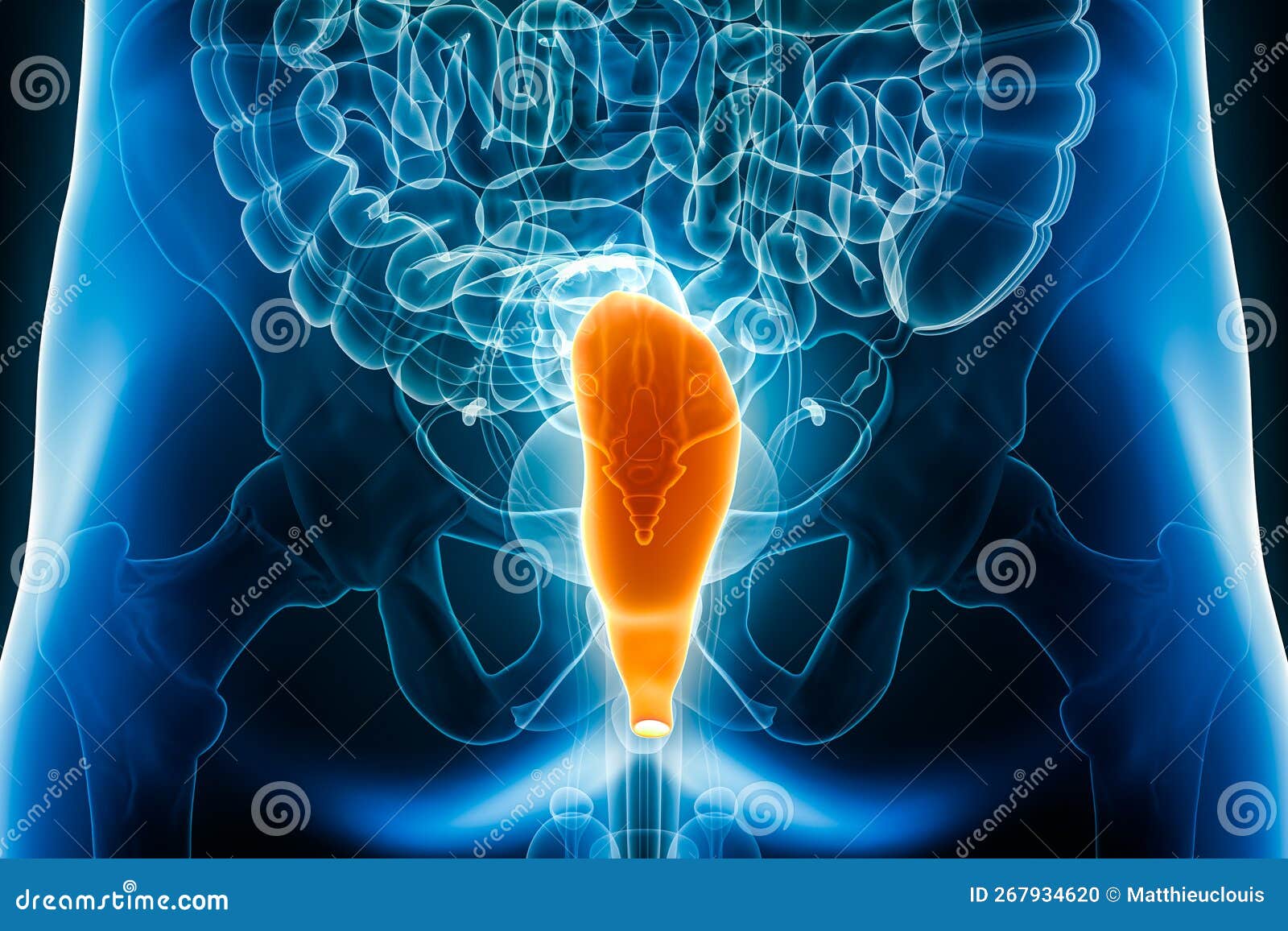 Posterior Xray View Of The Rectum Part Of The Large Intestine 3d Rendering Illustration With