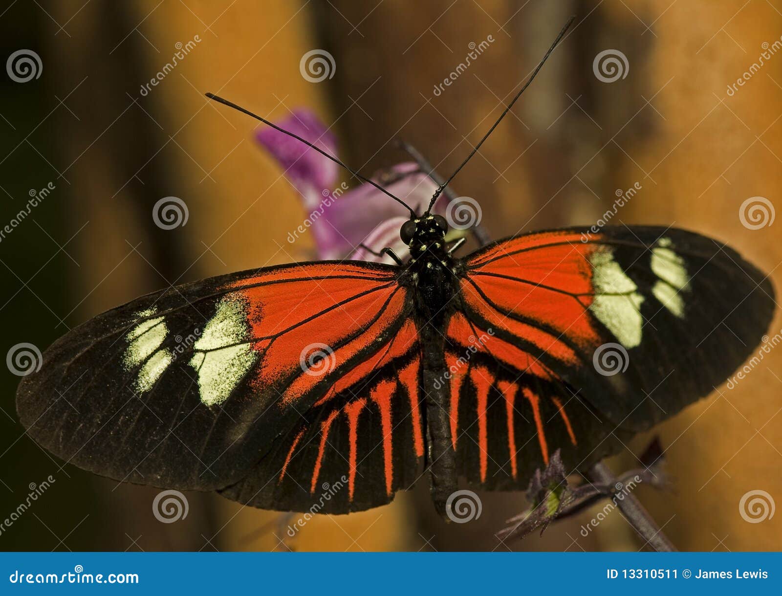 Postman Butterfly stock image. Image of winged, nature - 13310511