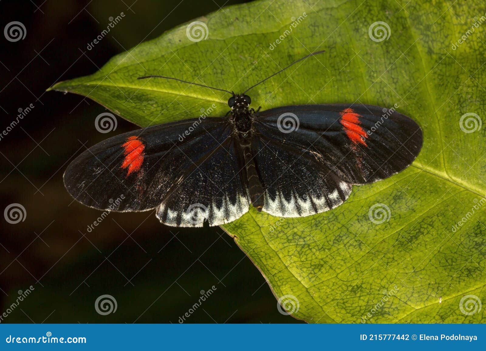 The Postman Butterfly Heliconius Melpomene. Stock Photo - Image of ...