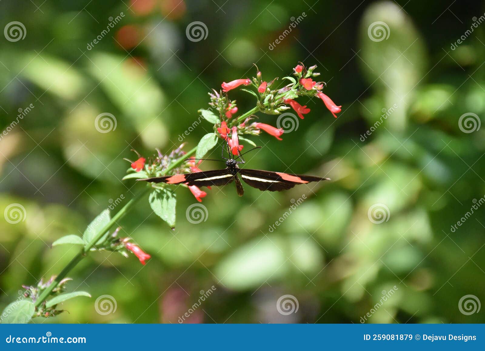 Postman Butterfly with Its Wings Spread Wide Open Stock Image - Image ...