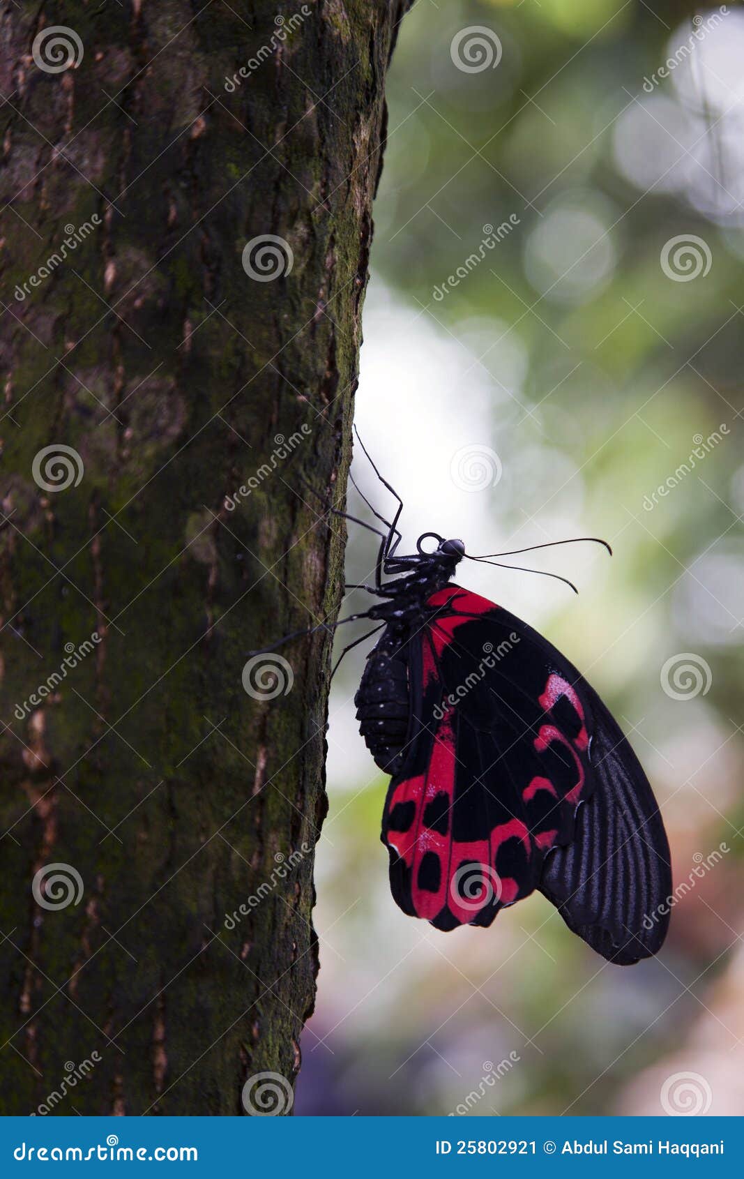 Postman Butterfly on Tree Trunk Stock Image - Image of colorful ...