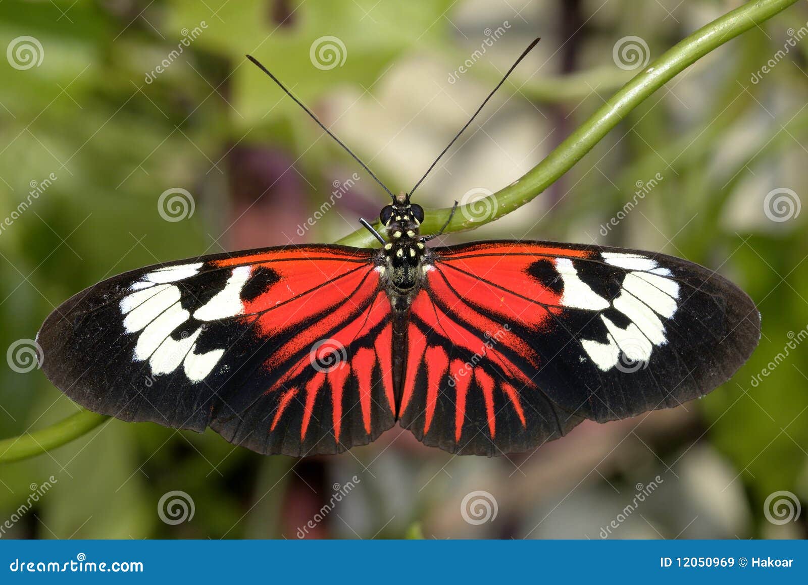 Red Postman (Heliconius) Butterfly Stock Image | CartoonDealer.com ...