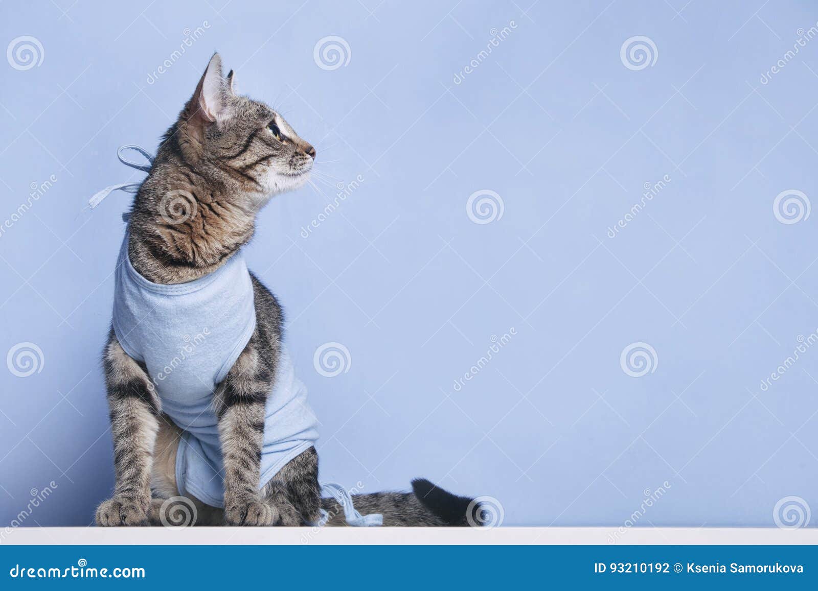 Postoperative Bandage on a Cat after a Cavitary Operation Stock Photo ...