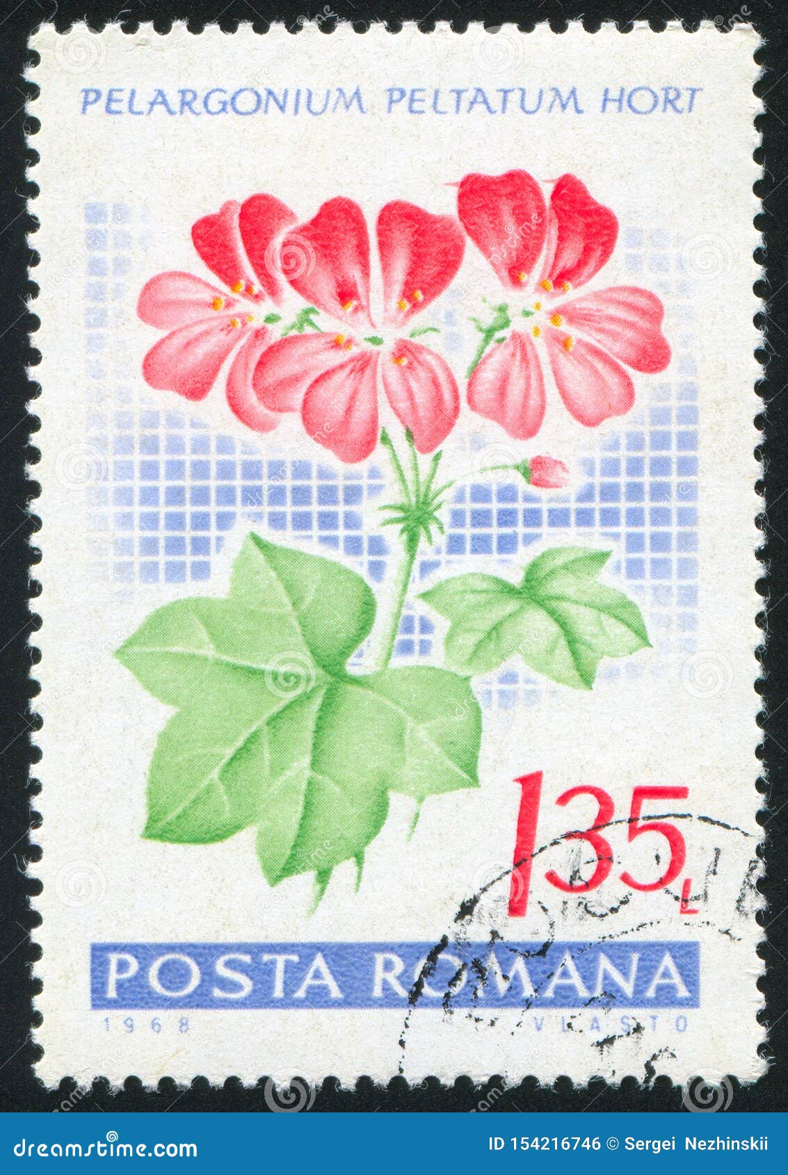 Poststamp Geranium editorial photo. Image of beauty - 154216746