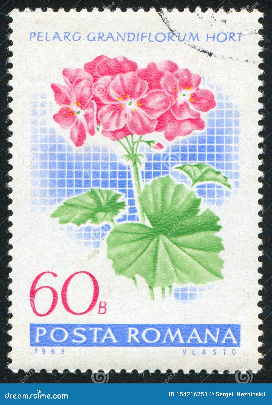Poststamp Geranium editorial photo. Image of petal, nature - 154216751