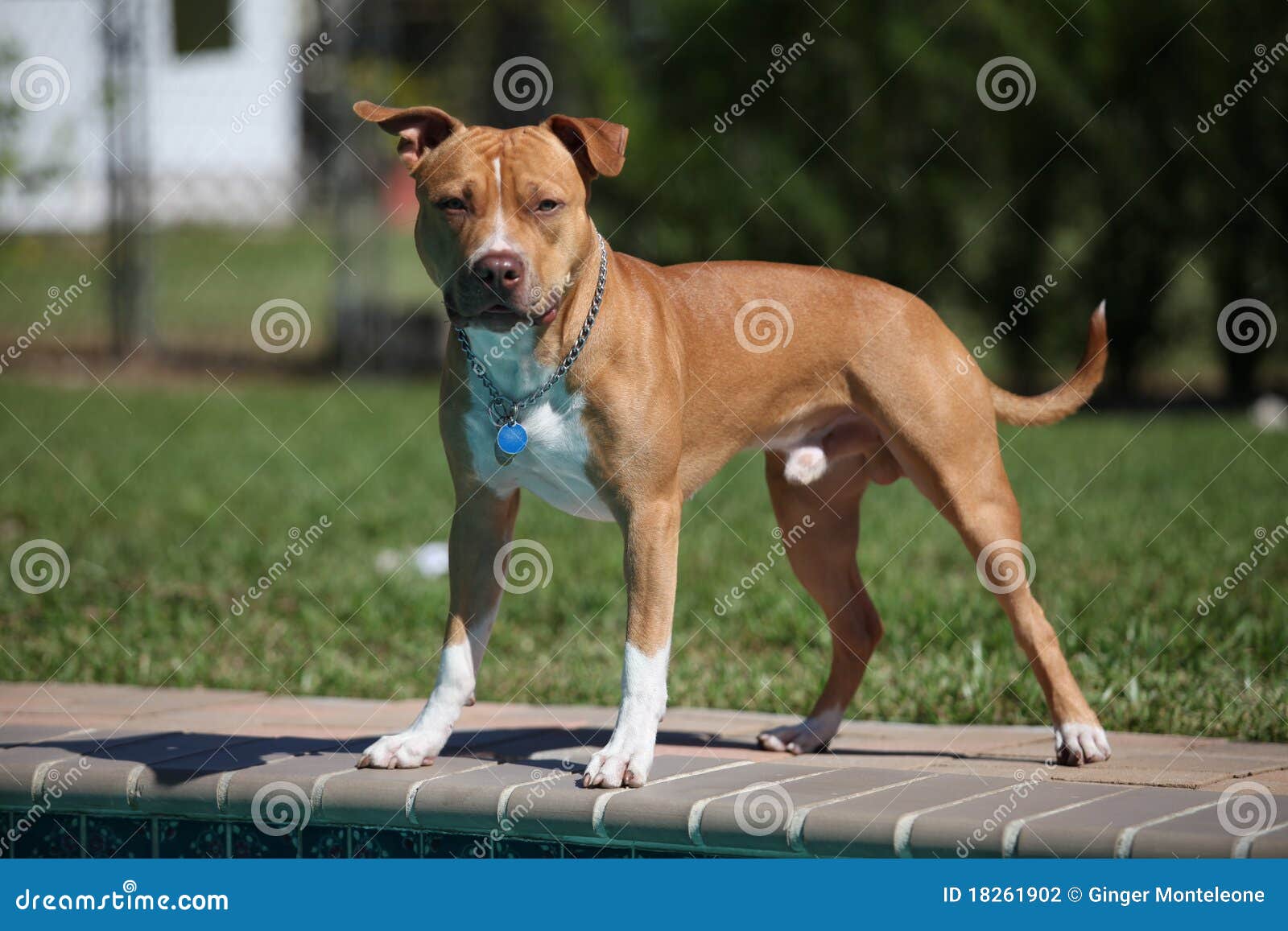 Postura del pitbull foto de archivo. Imagen de travieso - 18261902